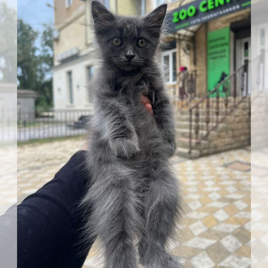 Котенок порода Нибелунг