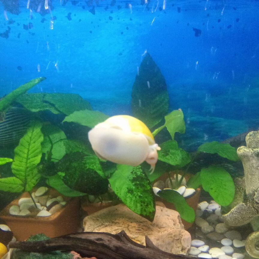 Улитки аквариумные