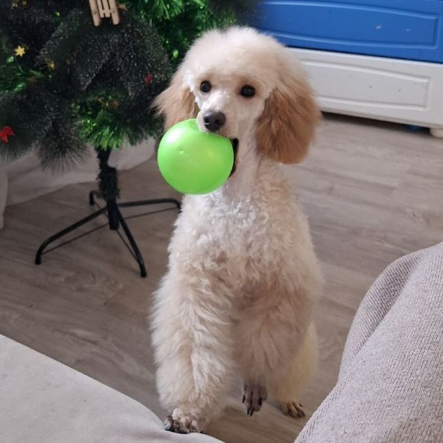 Пудель, щенок