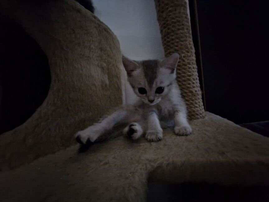 Шотландские прямоухие котята