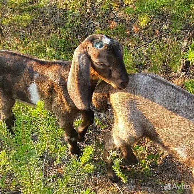 Нубийские козочки