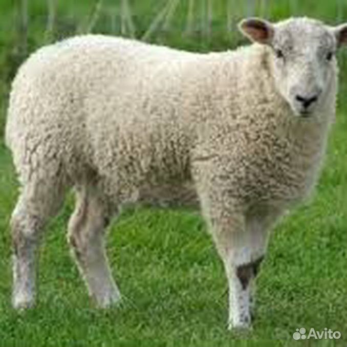 Продам овец