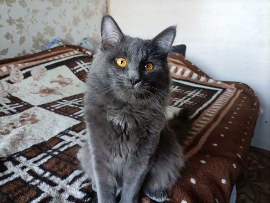 Кот полноприводный 4wd