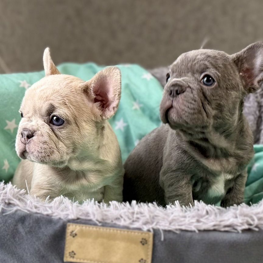 Французский бульдог, щенок