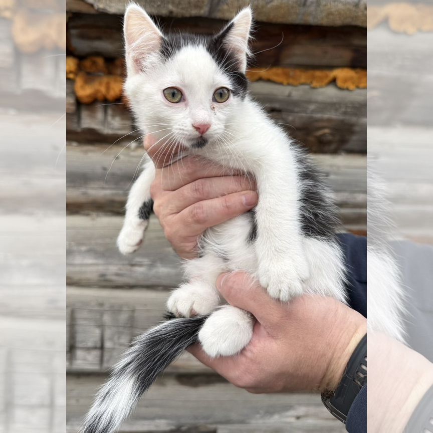 Котёнок в добрые руки