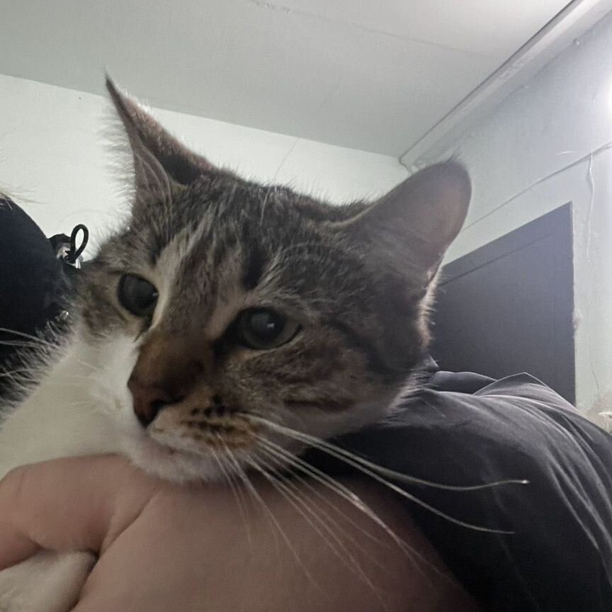 Кошка в дар