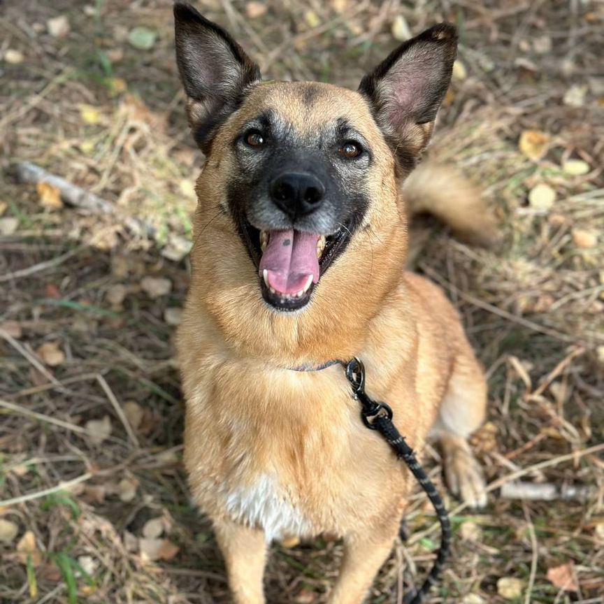 Очень способный пёс Тоби пропадёт в приюте