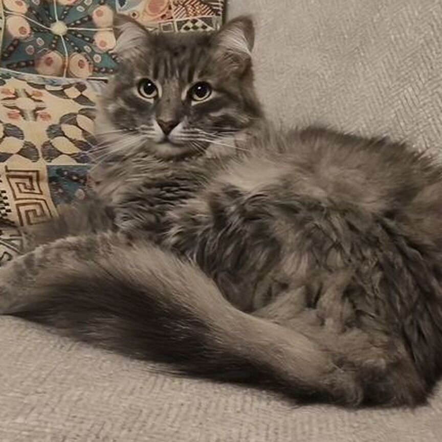 Мейн-кун, взрослый кот