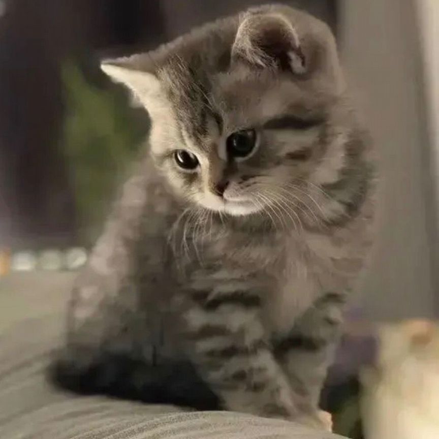 Британский короткошёрстный котёнок