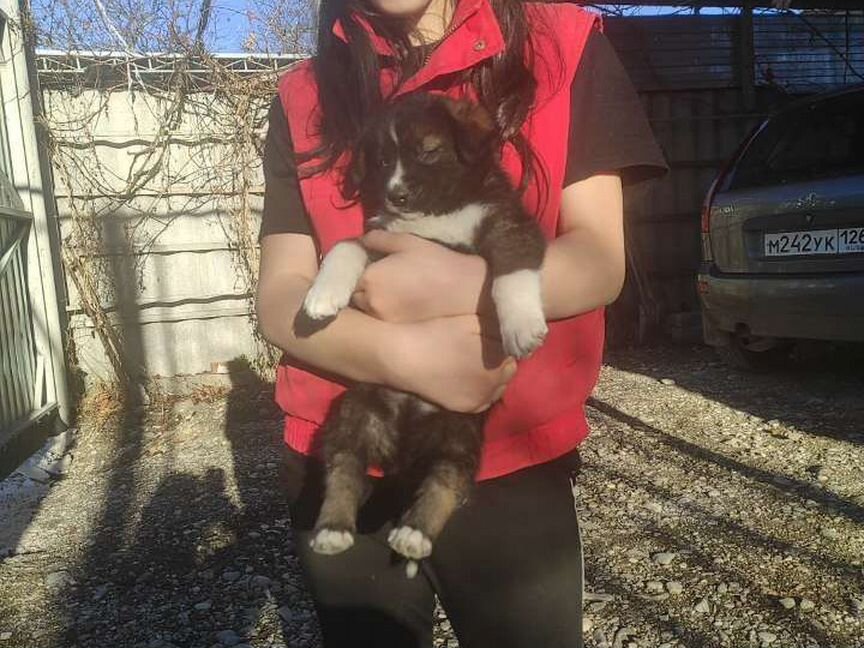 Миленькие щенки с голубыми глазами (папа хаски)