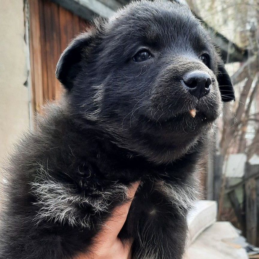 Щенок девочка в добрые руки