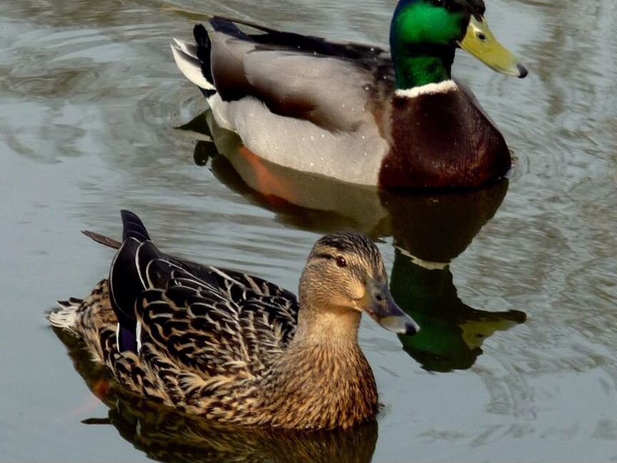 Подсадная утка кряква для охоты