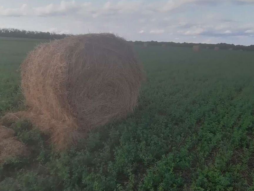 Сено люцерны в рулонах