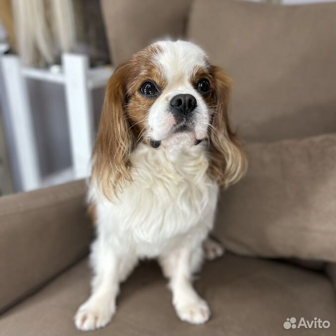 Вязка кавалер кинг чарльз спаниель