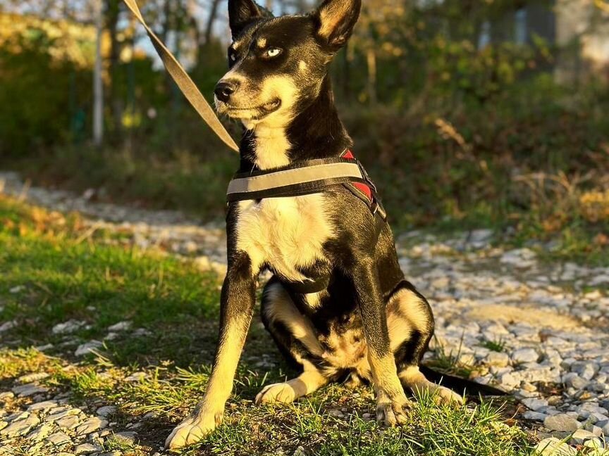 Собака в добрые руки