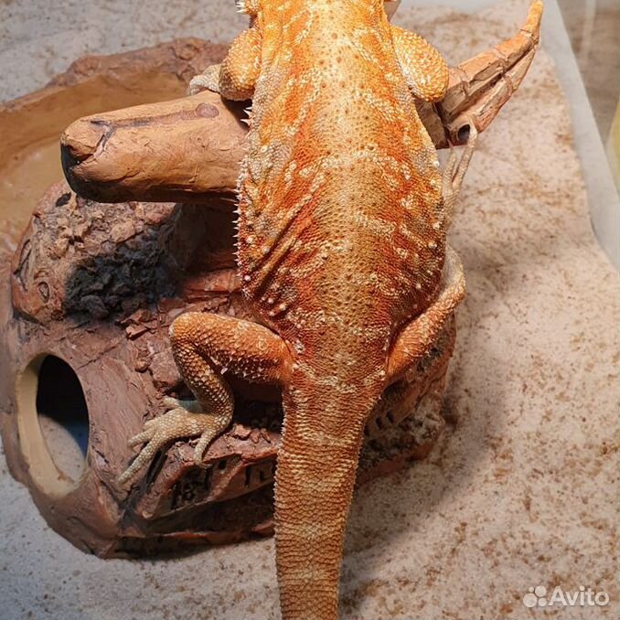 Самка бородатой агамы