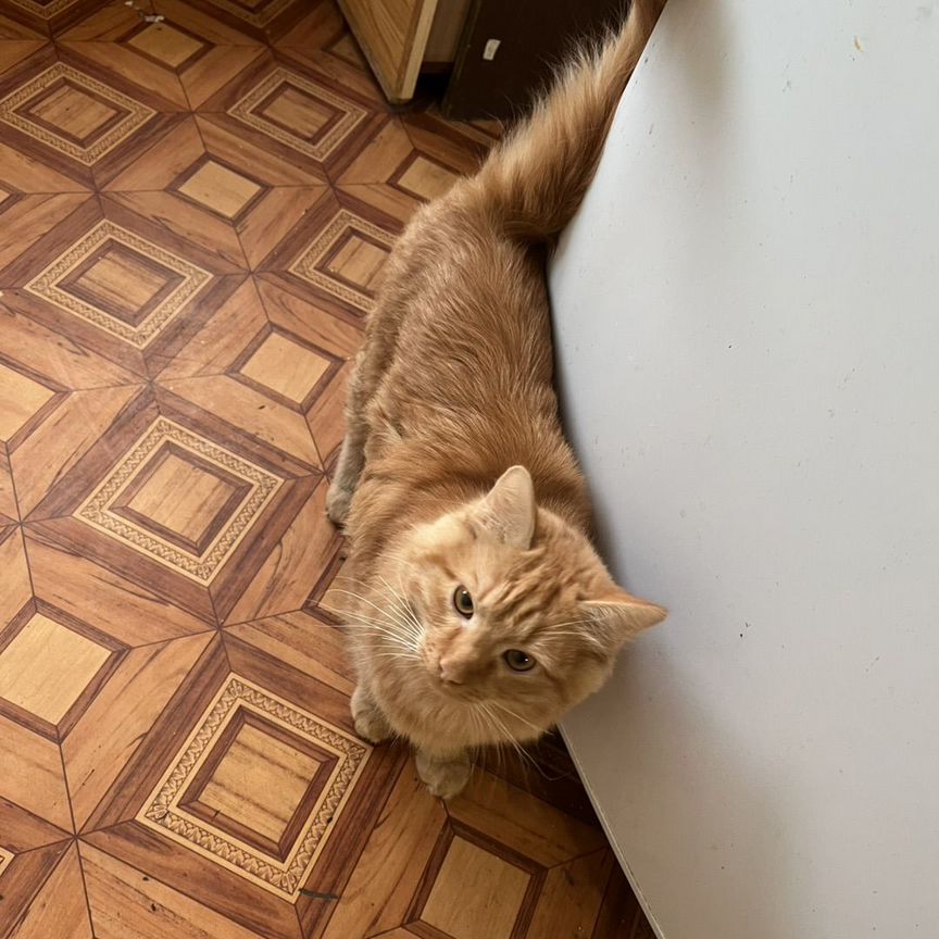 Котик Лео