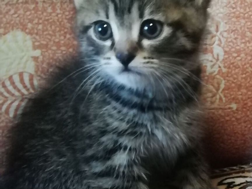 Котик в добрые руки