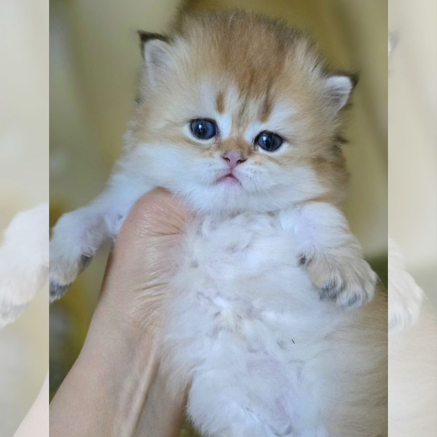 Шотландский прямоухий длинношёрстный котёнок