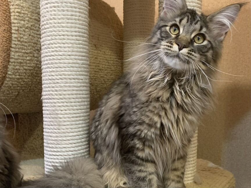 Мейн-кун красотун