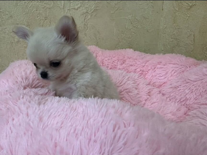 Эксклюзивная малышка