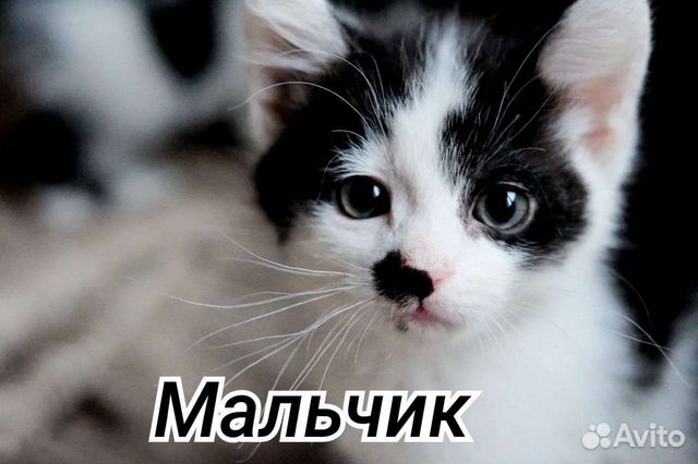 Чудесные котодетки