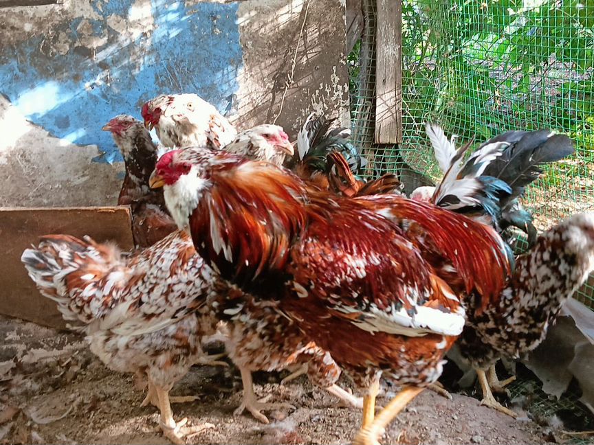 Орловские ситцевые