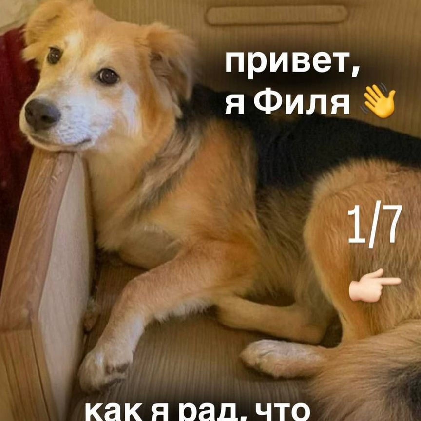 Щенок в добрые руки