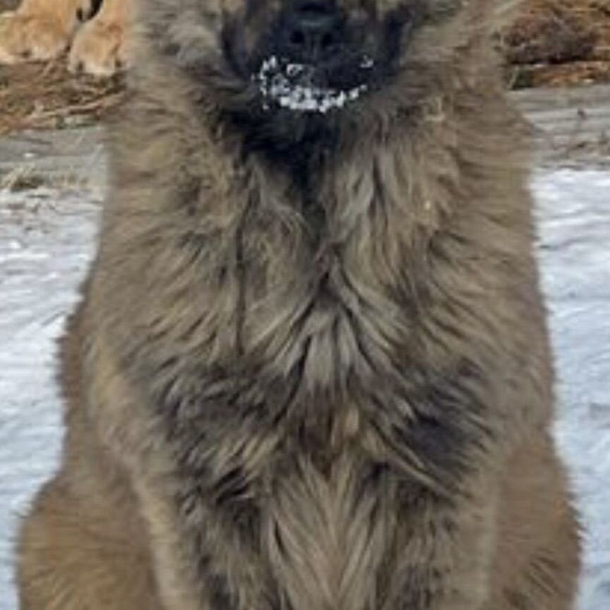 Щенок в добрые руки бесплатно