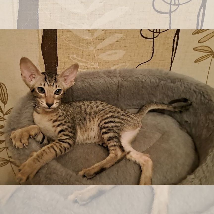 Ориентальные котята