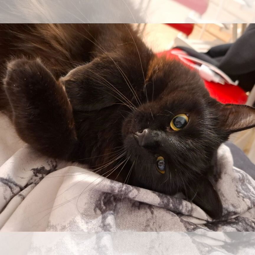Котик в добрые руки