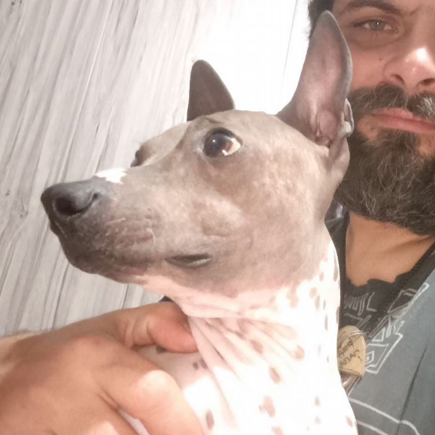 Американский голый терьер, взрослый пёс