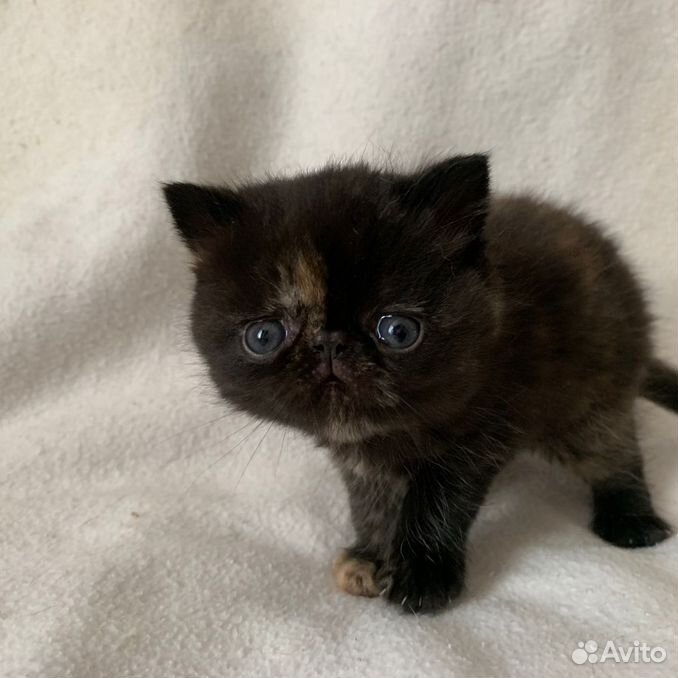 Маленькие экзотики