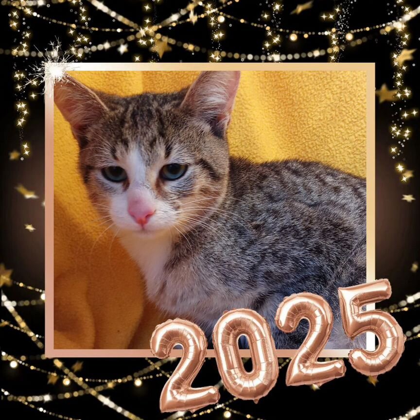 Котики бесплатно