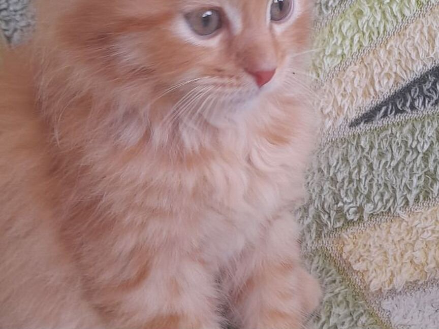 Котята