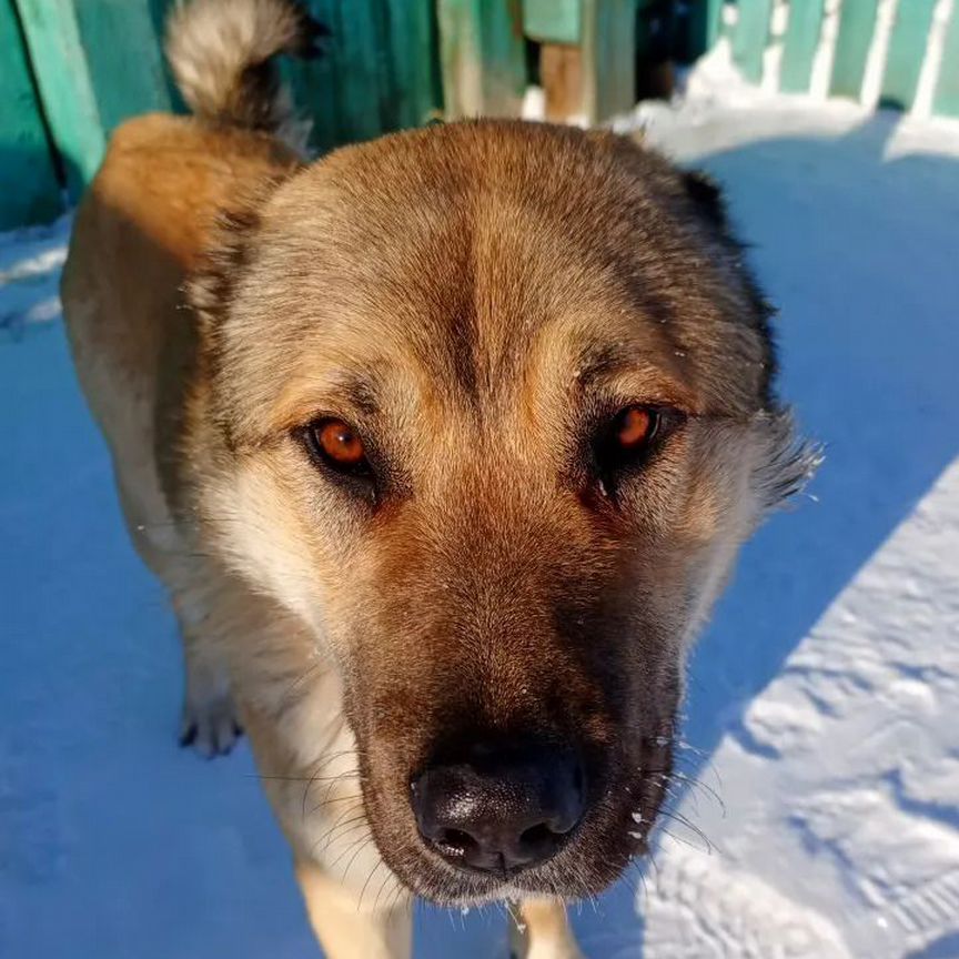 Среднеазиатская овчарка, щенок