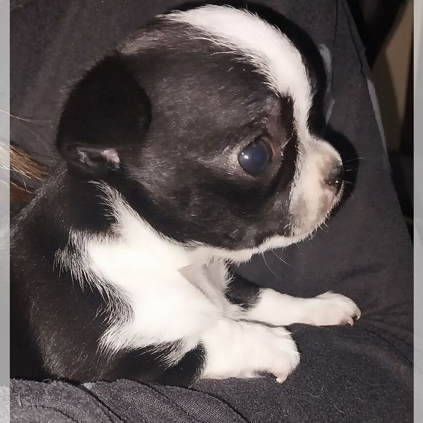 Чихуахуа, щенок