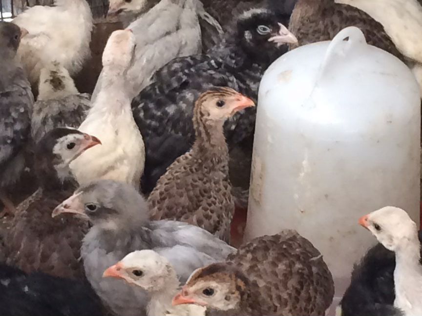 Цицарята подрошеные