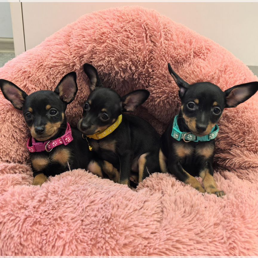 Русский той-терьер, щенок