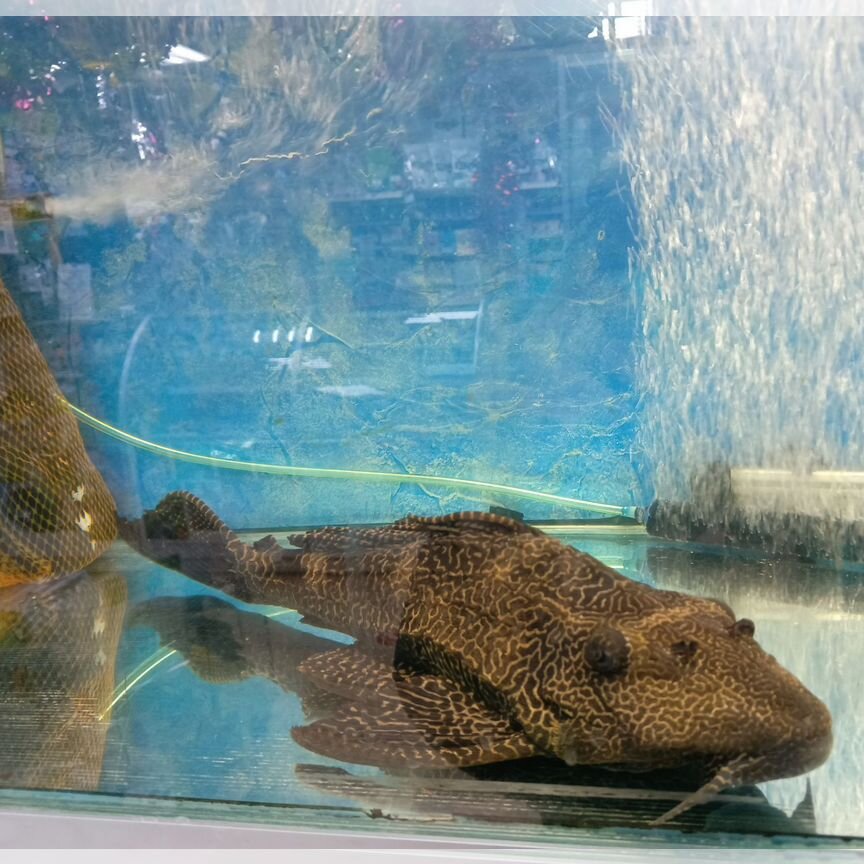 Сом птеригоплихт