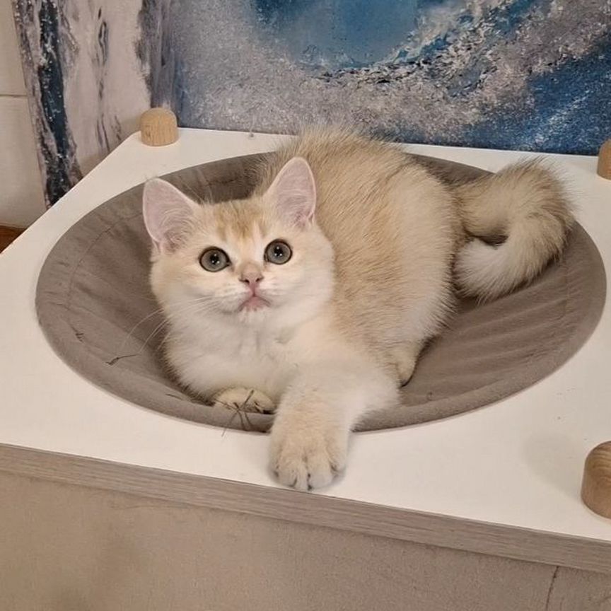 Кошечка 3 мес