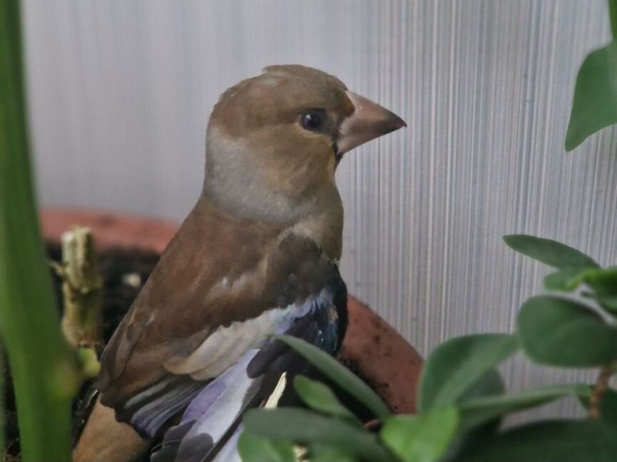 Птица Дубонос в добрые руки