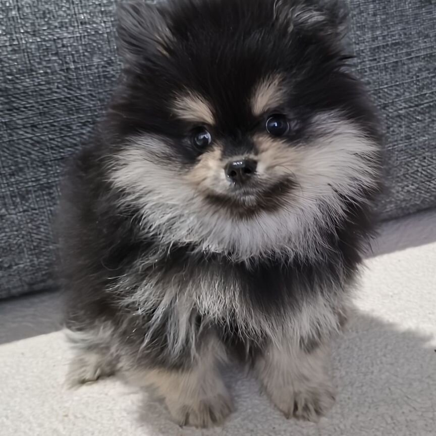 Померанский шпиц, щенок