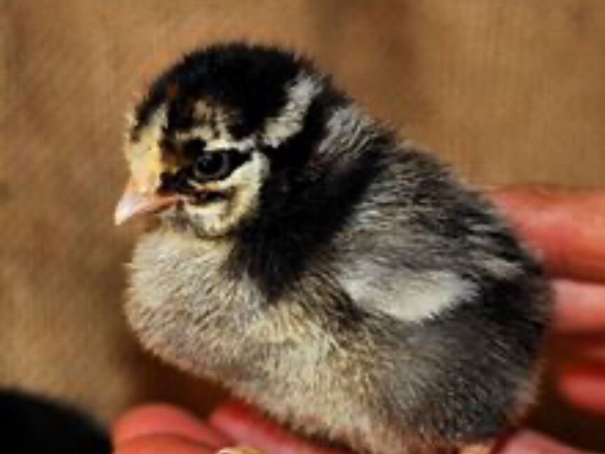 Цыплята кур элитных пород: орпингтон, виандот и др