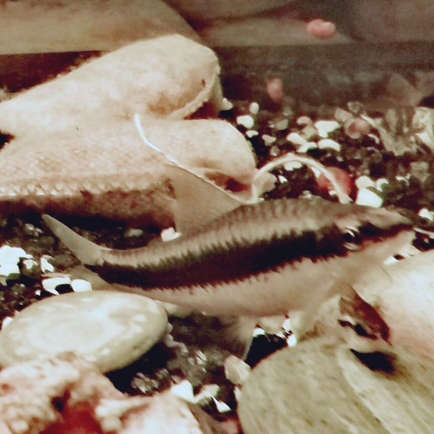 Сиамские водрослееды