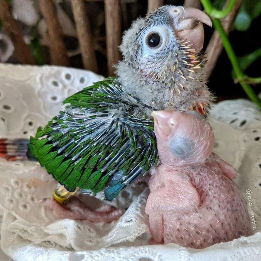 Попугай пиррура выкормыши