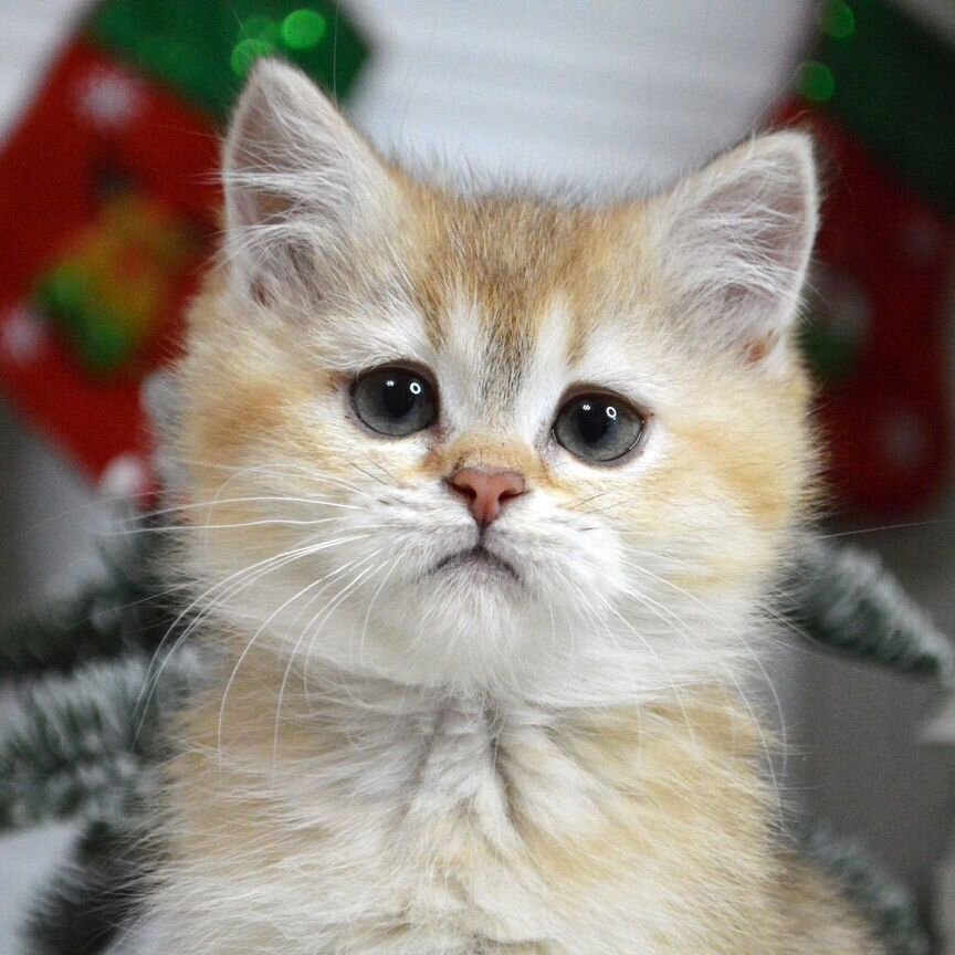 Британские леди