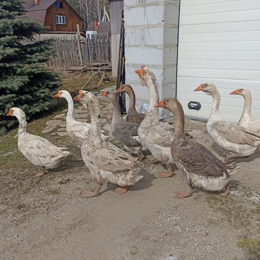 Гуси холмогорские   линда (помесные)
