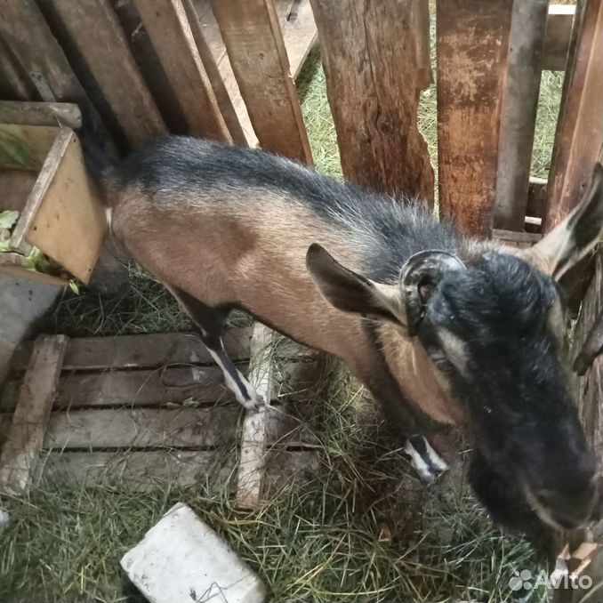 Козел альпийский