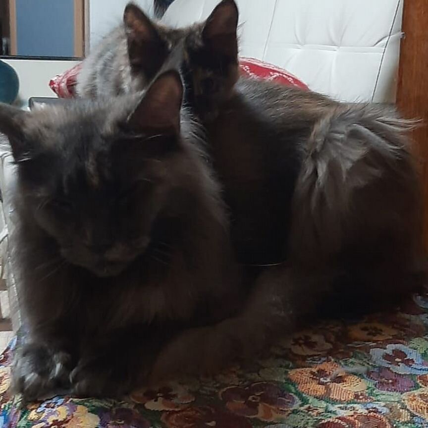 Котенок мейкун 3мес